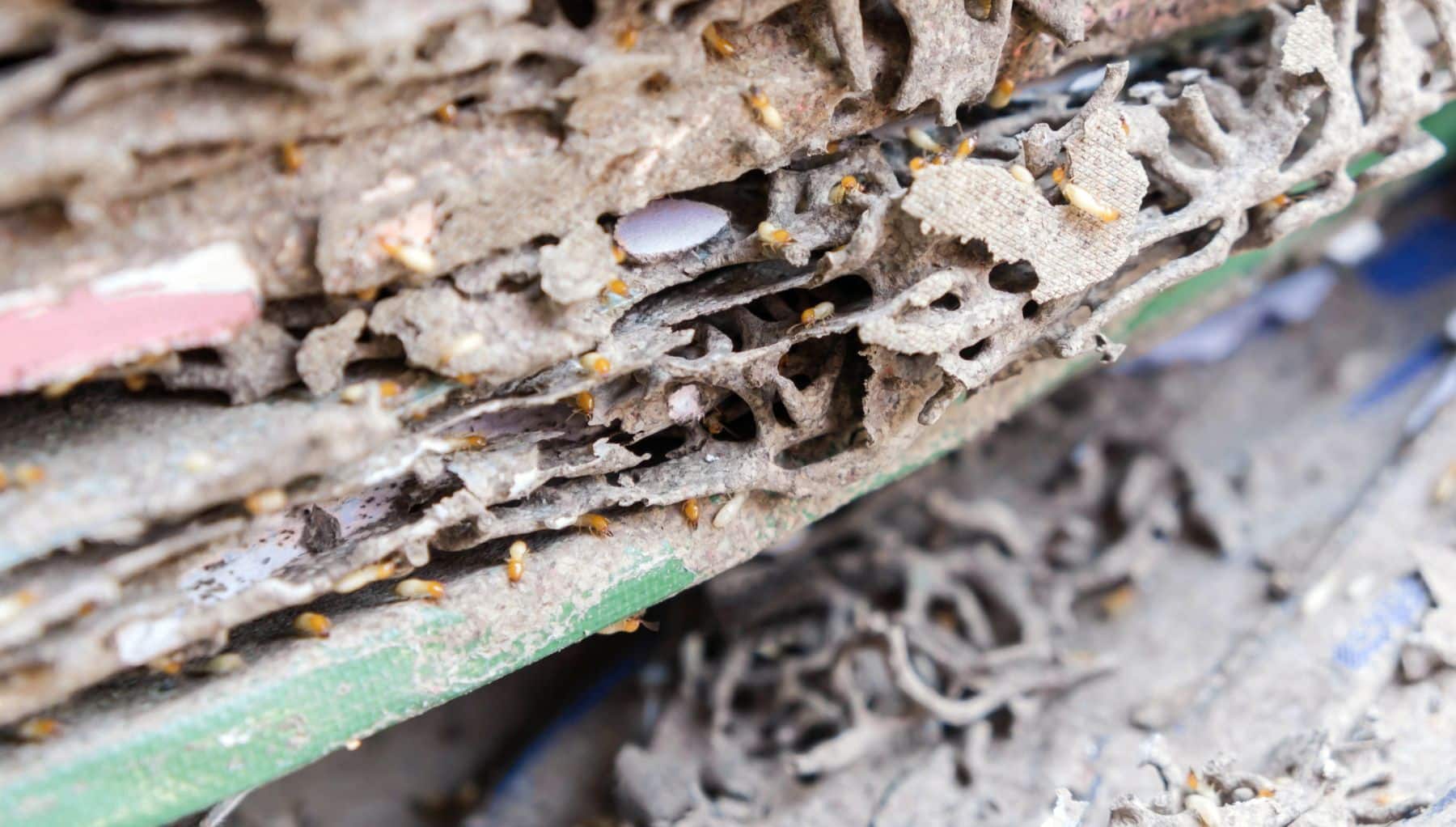 Termite Inspections - Realm Inspections